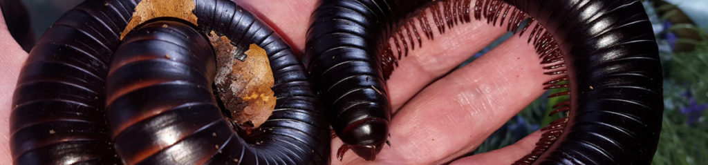 Afrikaanse miljoenpoot – Miljoenpoten of Diplopoda