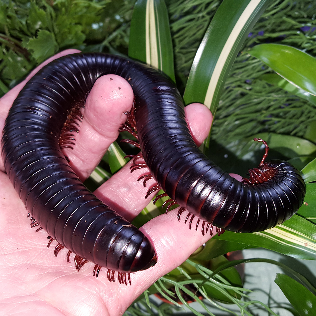 Afrikaanse miljoenpoot – Miljoenpoten of Diplopoda