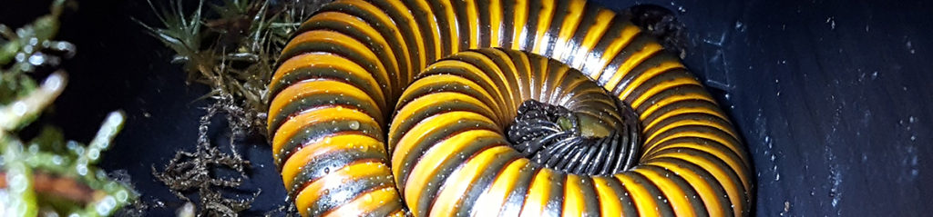 Telodeinopus aoutii – Giant African Olive Millipedes – Miljoenpoten of ...
