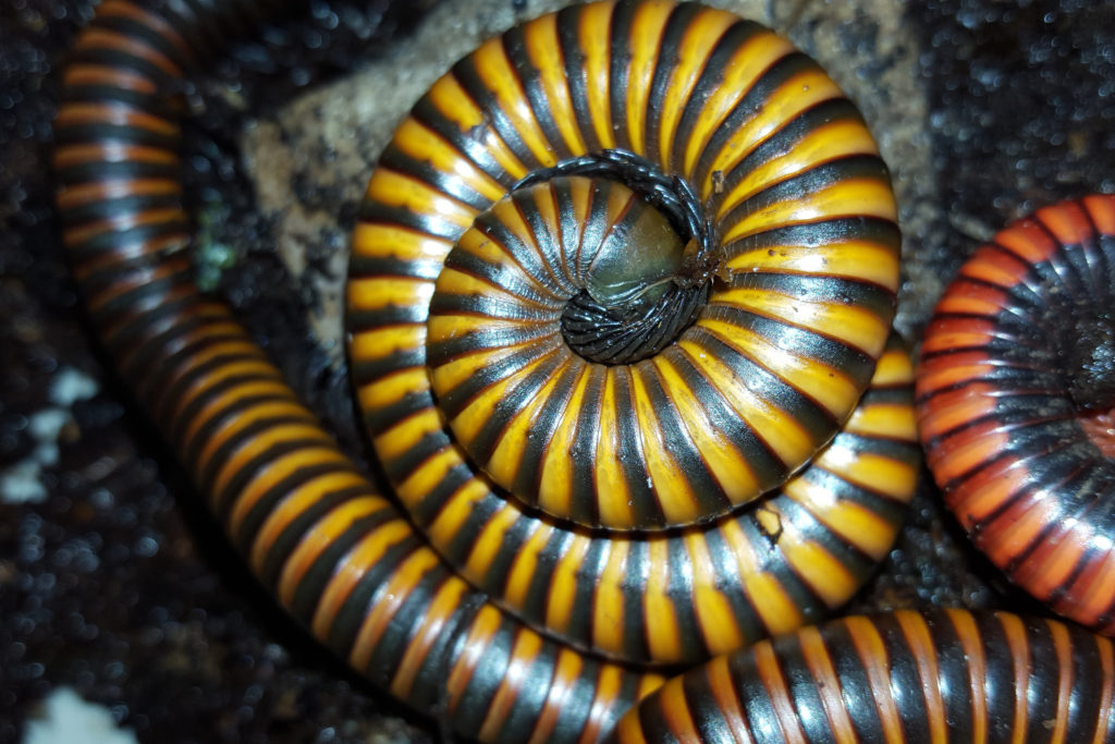 Spirostreptus sp.9 – Miljoenpoten of Diplopoda