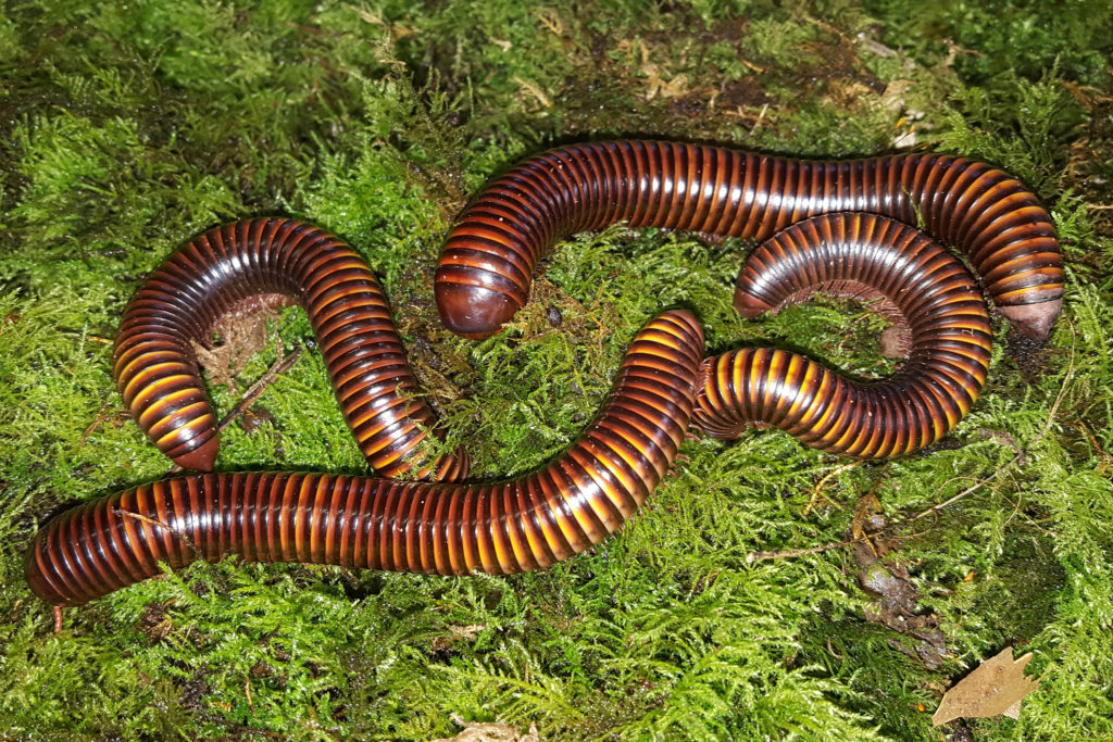 Pelmatoiulus ligulatus – Miljoenpoten of Diplopoda